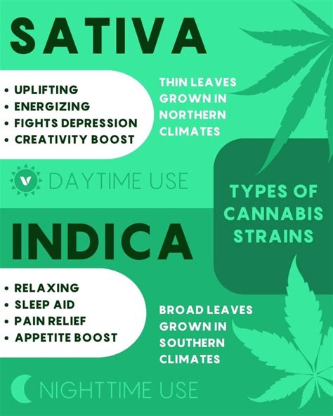 Understanding Indica Vs Sativa Vs Hybrid Cannabis Strains