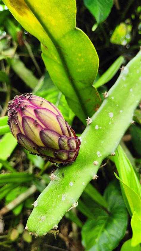 Fleurs De Fruit Du Dragon Rouge Dans La Cour Ovaire L Un Des Fruits