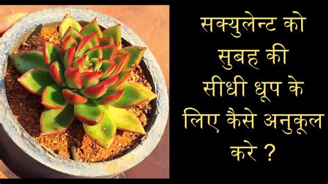 Succulents Ko Subah Ki Seedhee Dhoop Ke Liye Kaise Anukool Karen Youtube