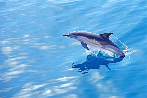 Le Dauphin Commun The Lost Cetacean