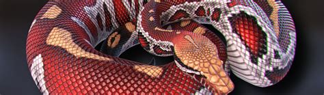 Blood Python Animated Flippednormals