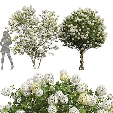 Viburnum Macrocephalum Bush Decorative001 3d Model Cgtrader