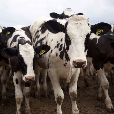Usda Expands Support For Producers To Stop The Spread Of H5n1 In Dairy