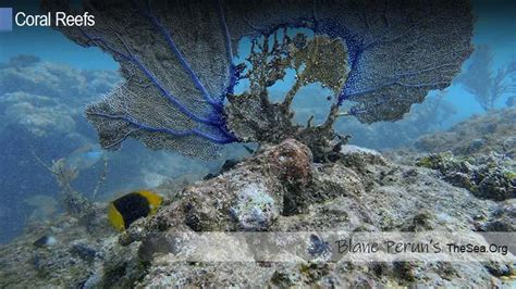 Hawaiian Coral Reef Ecosystem