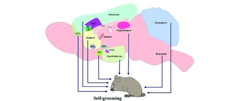 Brain Structures Involved In The Regulation Of Grooming And Its