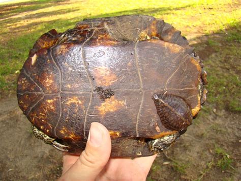 Turtle Leach Brad Gloriosos Personal Website Amphibians And Reptiles