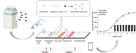 A Lateral Flow Assay Based On Streptavidin‐biotin Amplification System With Recombinase