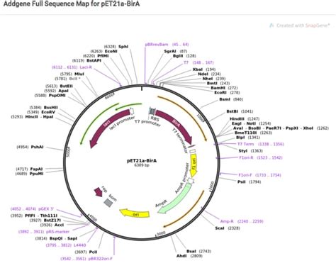 Free Online Molecular Biology Tools M A N O X B L O G