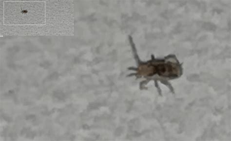 Help Tiny 1 Mm Six Legged Brown Bug That I Find On My Face