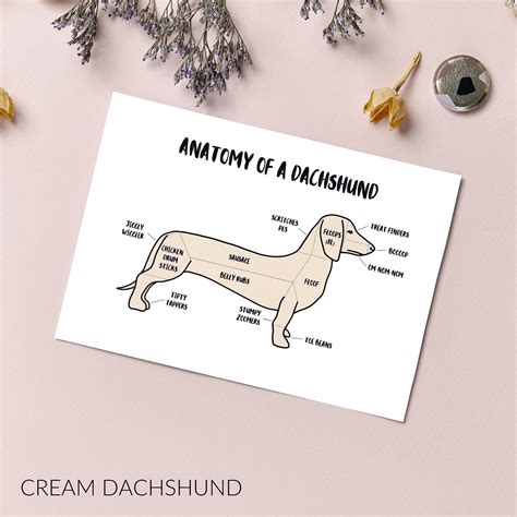 Anatomy Of A Dachshund Poster A5 And A4 Dog Print Customisable Sausage