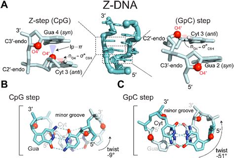 Figure 2 From Structure And Formation Of Z Dna And Z Rna Semantic Scholar