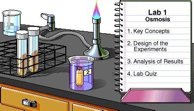 Cell Size And Diffusion Lab Report PrincetinFischer