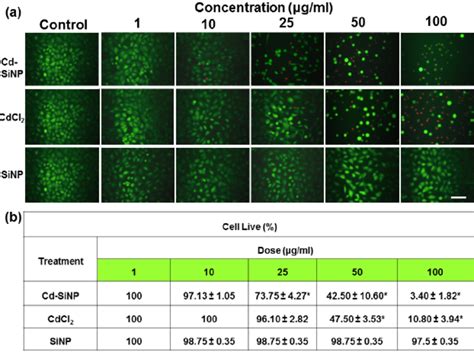 Cell Membrane Cytotoxicity Evaluation By Calcein Ampi Staining In A549
