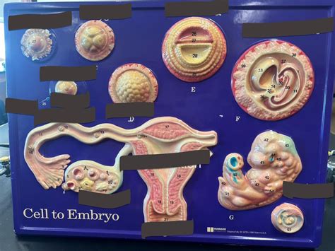 Cell To Embryo Diagram Quizlet