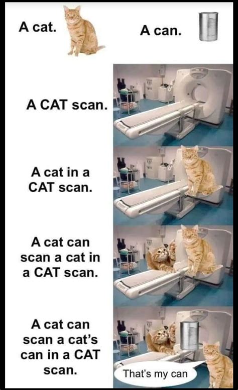 Pin By Megan Engle On Cats Cats Cats Cat Scan Silly Memes Cats