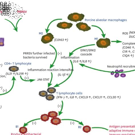 The Prediction Immune Response Model Of Prrsv And Hps Co Infection In