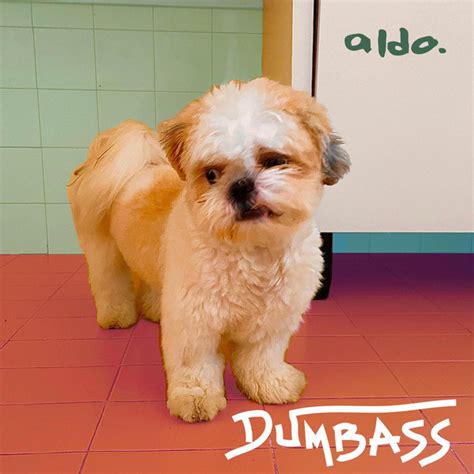 Dumbass Música Y Letra De Aldo Spotify