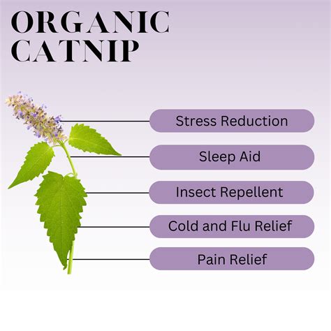 What Is Catnip History Benefits And More Full Leaf Tea Company
