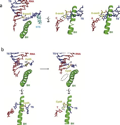 Figure 4 From Structural Basis Of DNA Lesion Recognition For Eukaryotic
