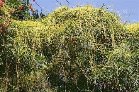 寄生菟丝子几乎覆盖了夹竹桃树