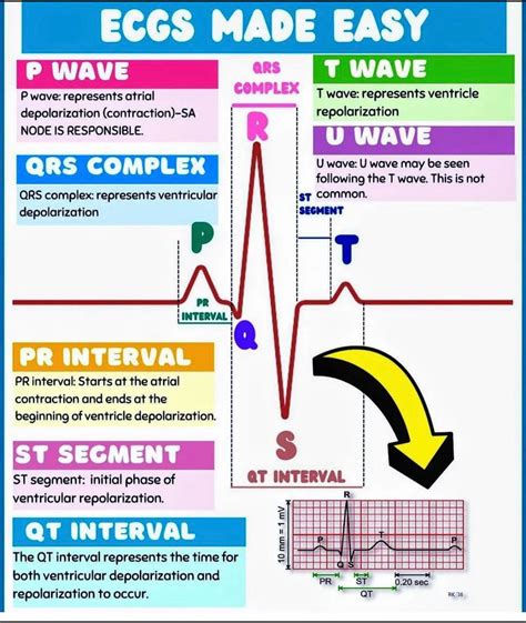 Pin By Patricia Oconnell On Brain Medical School Stuff Nursing