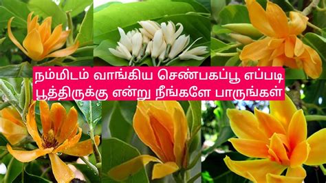 மாடித்தோட்டத்தில் செண்பகம் பூ செடி எப்படி வளர்க்கலாம் என்பதை நம்முடைய செடி வளர்க்கும் Youtube