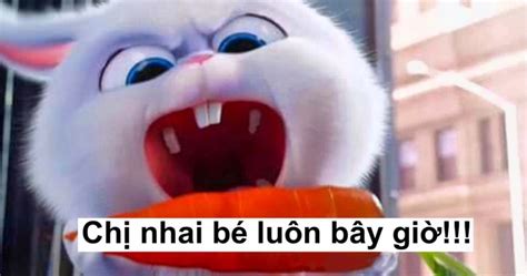 Cười Bể Bụng Cùng 500 ảnh Thỏ Snowball Meme Hài Hot Trend