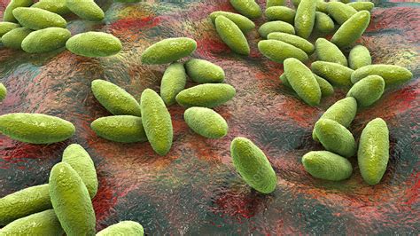 Brucella Bacteria Illustration Stock Image F0337240 Science