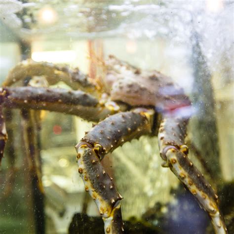Live King Crab A Sustainable Seafood Option For Conscientious Seafood