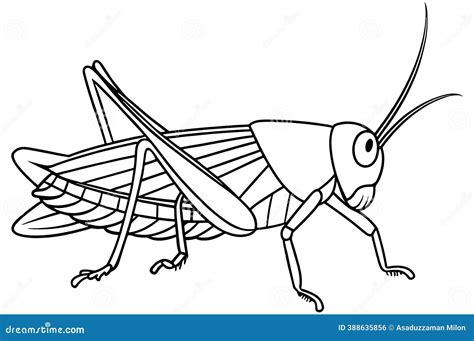 Grasshopper Anatomy And Body Respiratory System Illustration 312175336