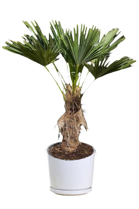 Chinese Windmill Palm Thai Garden Design