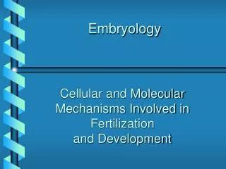 Ppt Embryonic Development From Fertilization To Birth Powerpoint