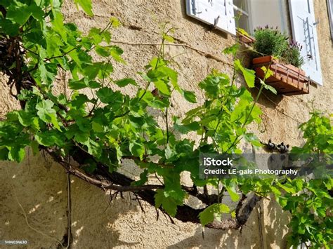 전형적인 프랑스 프로방스 마을의 정면 벽에서 자라는 덩굴 식물 태양이 벽에 그림자를 던진다 덩굴에 대한 스톡 사진 및 기타 이미지 Istock