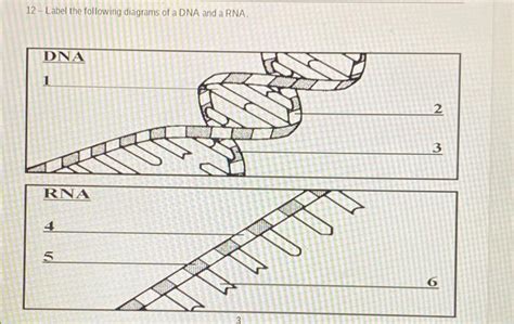 Solved Label The Following Diagrams Of A DNA And A RNA Chegg