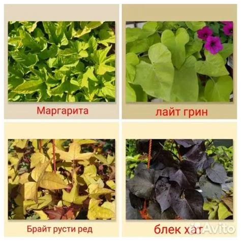 Ипомея батат купить в Краснодаре | Товары для дома и дачи | Авито in 2024