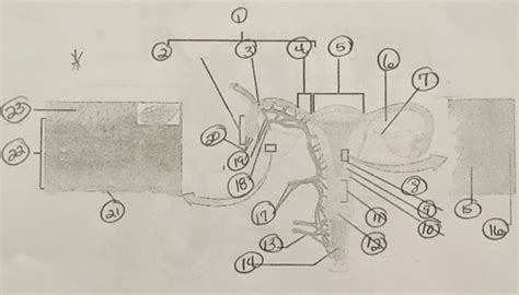 Reproductive System Lab Diagram 3 Flashcards Quizlet