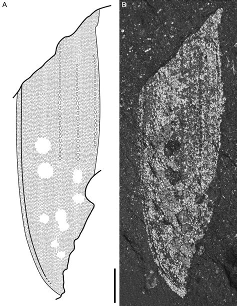 Remarkable Diversity Of Beetles Coleoptera In The Late Triassic