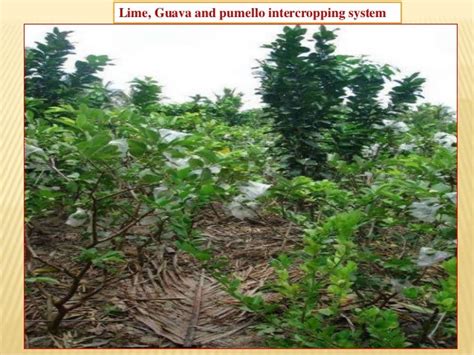 Intercropping In Fruit Crops