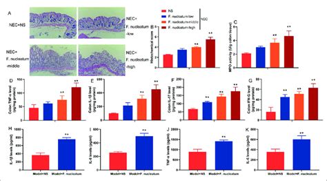F Nucleatum Promoted Colitis In Mice Of Neonatal Nec Or In Vitro Model