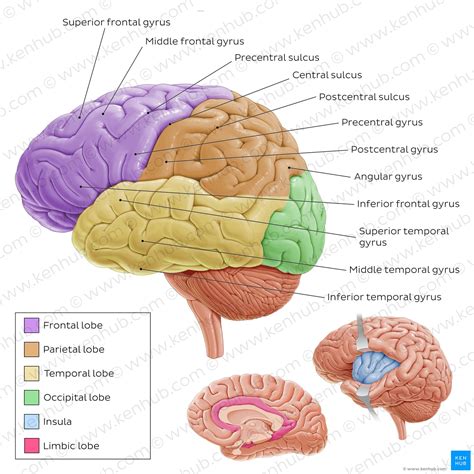 Cerebro Lateral Lateral Ventricles Anatomy And Function Kenhub