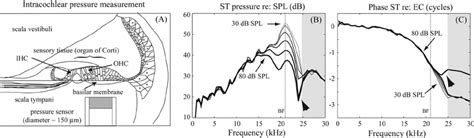 Illustration Of Intracochlear Pressure Measurements And Single Tone Download Scientific Diagram