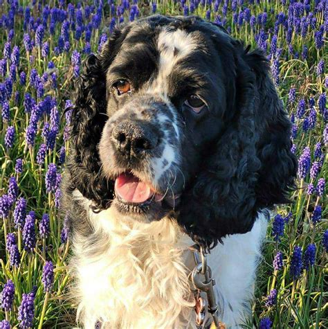 Cocker Spaniel Pups Dogs And Puppies For Rehoming Leamington Kijiji
