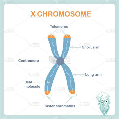 X Chromosome Sheme Dna Telomeres Are Protective