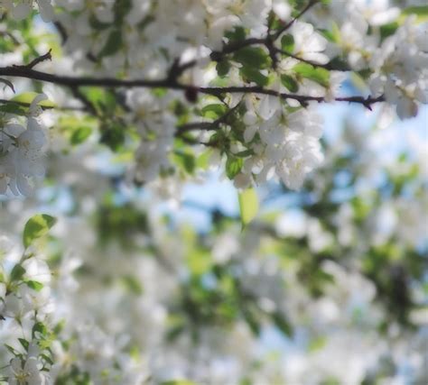 Spring” Symphony The Broadway Bach Ensemble