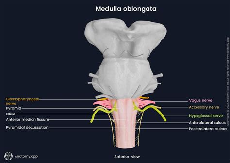Open Medulla Cross Section Cross Section Of Medulla Oblongata