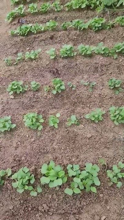 무우밭 가을 무 싹 Youtube