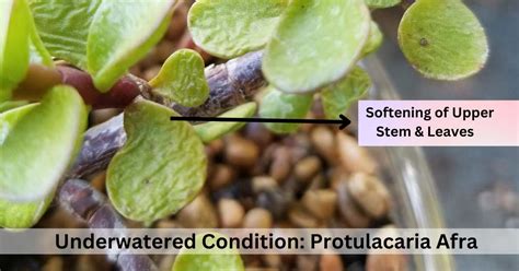 Overwatered Vs Underwatered Succulent Signs And Remedies Succulent Path