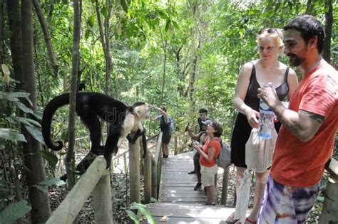 Los Turistas Toman Im Genes De Los Monos Del Capuch N Foto Editorial
