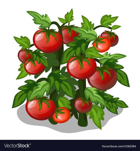 Tomato Planting And Cultivation Vector Image Tomato Garden Clipart