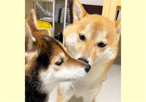【相方の匂いが気になって…】全身くまなく “くんくんタイム” ！ あまりのしつこさに最後は♪ Peco（ペコ）